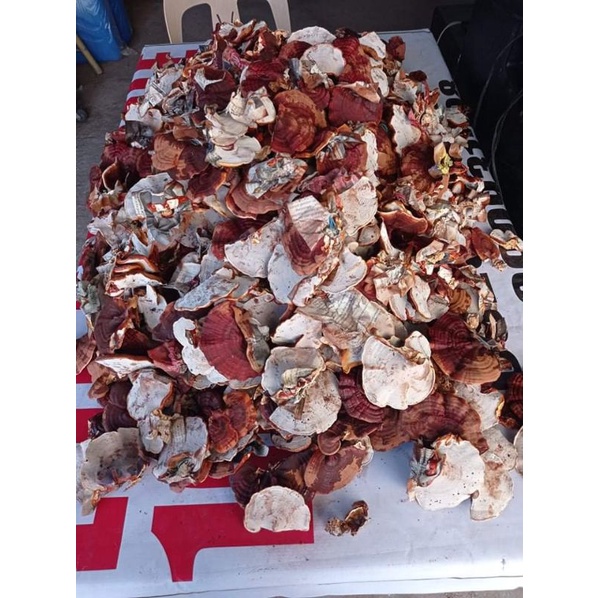 Ganoderma king Reishi mushroom (Dried) | Shopee Philippines