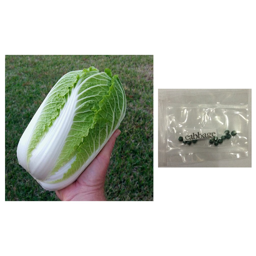 napa cabbage bilko hybrid vegetable pechay petchay seeds | Shopee ...