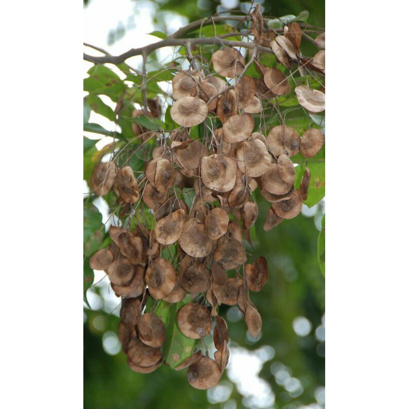 10 Seeds/Narra Tree/Philippine National Tree presyo ₱50