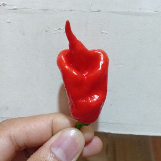 SILING DEMONYO aka MARUSOT (20 QUALITY SEEDS) FOR 99 PESOS ONLY ...
