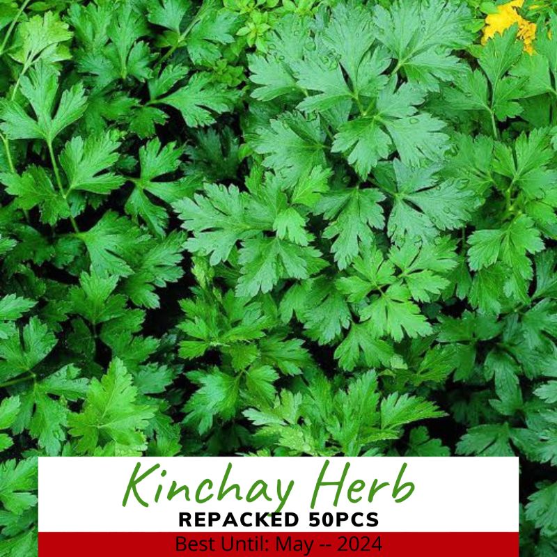 KINCHAY CATMON HERB SEEDS (50pcs) | Shopee Philippines