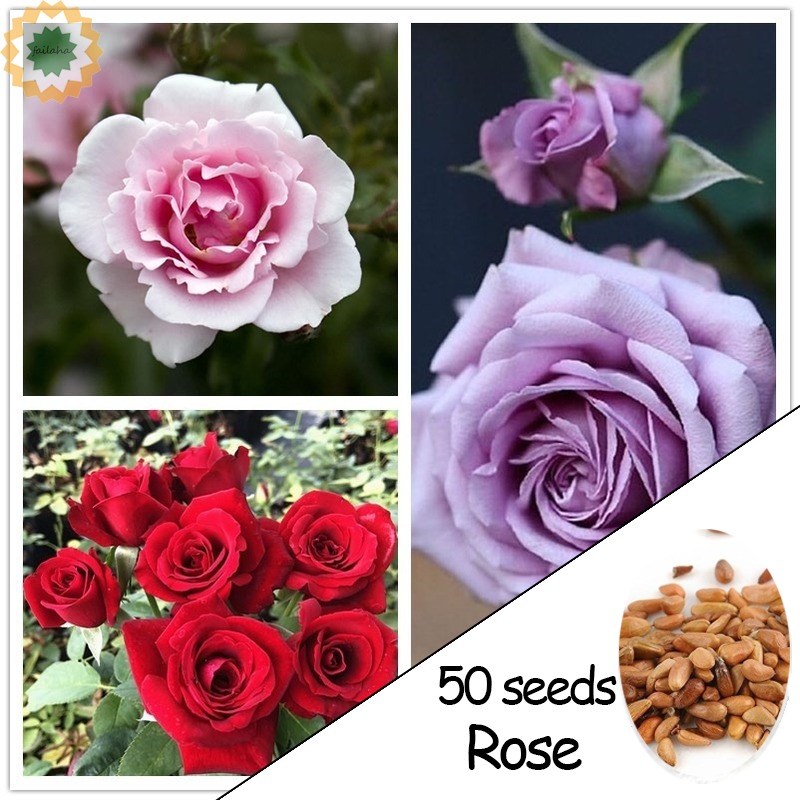 【COD】Rose Seeds Bonsai Flower Seeds Home Garden Balcony Plants Approx ...