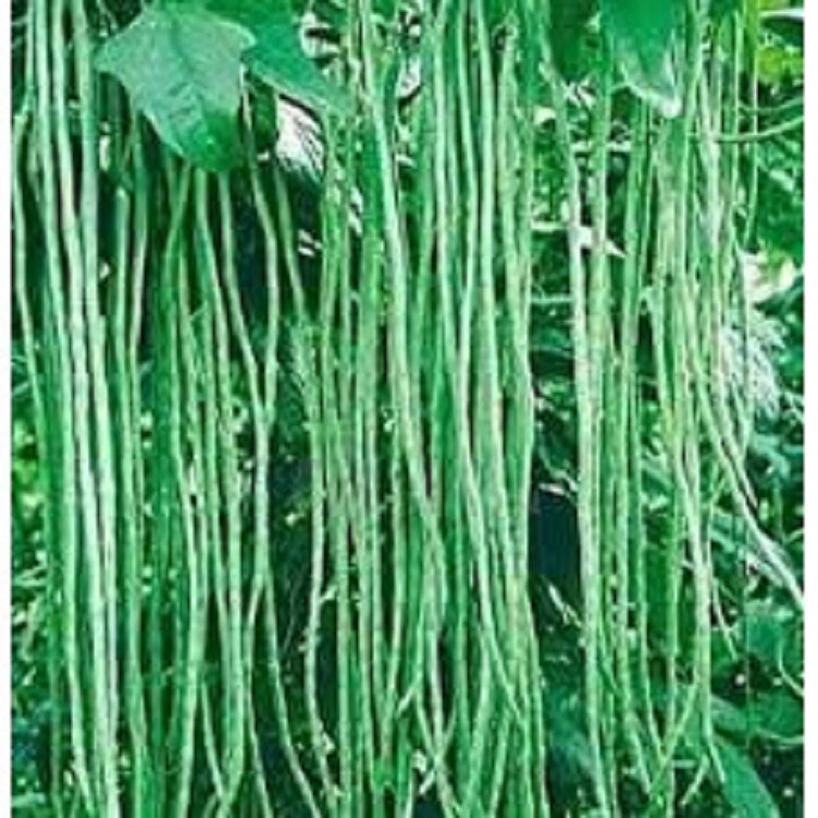 SITAW SEEDS 1 METER LONG (STRING BEANS LONG) | Shopee Philippines