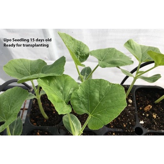 SULIT PACK! F1 UPO TAMBULI (10pcs seeds) SUPER LONG/BOTTLE GOURD/HIGH ...