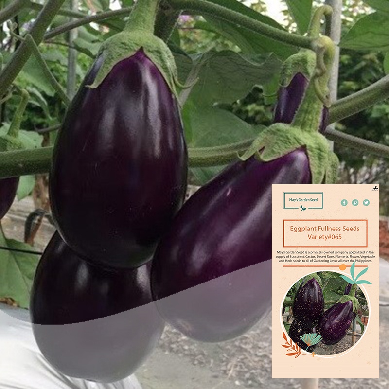 Eggplant Fullness Talong Seeds, Vegetable Seeds#065 | Shopee Philippines