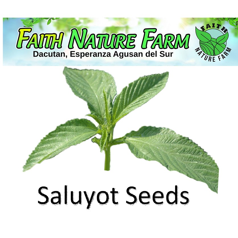Saluyot Seeds (aprx 300 seeds) | Shopee Philippines