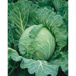 Cabbage Rareball seeds 2grams (300-350seeds) Plants herbs fruits ...