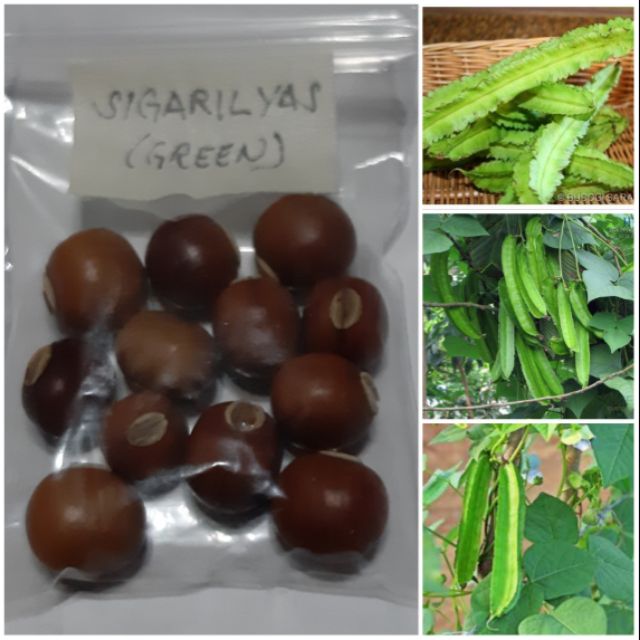 Sigarilyas Winged Bean Seed Green Variety | Shopee Philippines