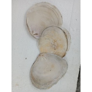 natural capiz shell (windowpane oyster) | Shopee Philippines