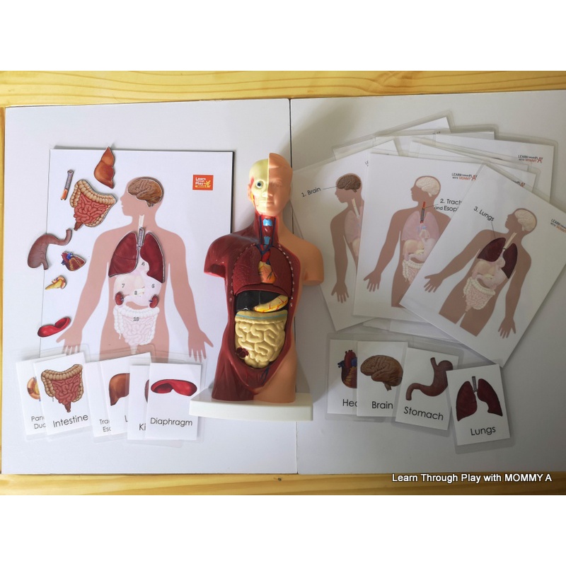 Human Body Anatomy Montessori Learning Set for Kids | Shopee Philippines
