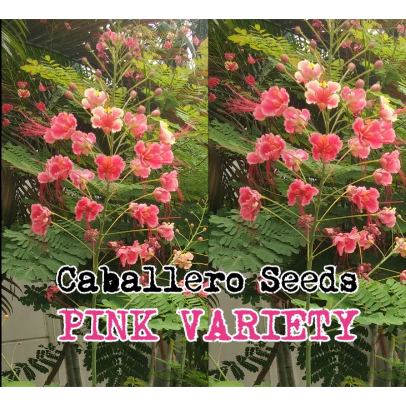 Dwarf Fire Tree Caballero seeds Pink 10 seeds, Rare Pink Variety of ...