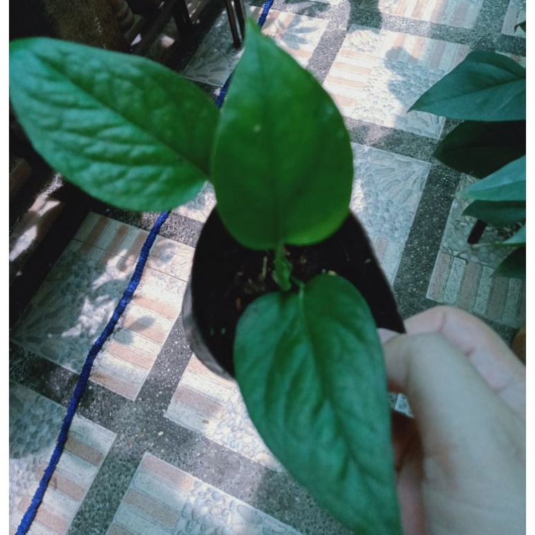 variegated Cebu blue (reverted) | Shopee Philippines