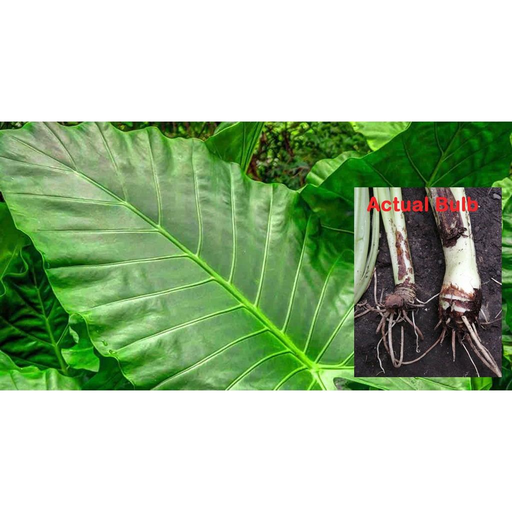 Elephant Ear Giant Taro/ Badjang 1 bulb | Shopee Philippines