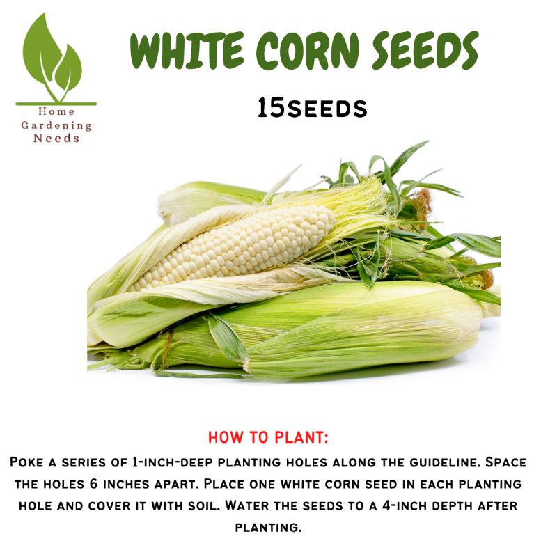 WHITE CORN SEEDS (Lagkitan) -15pcs | Shopee Philippines