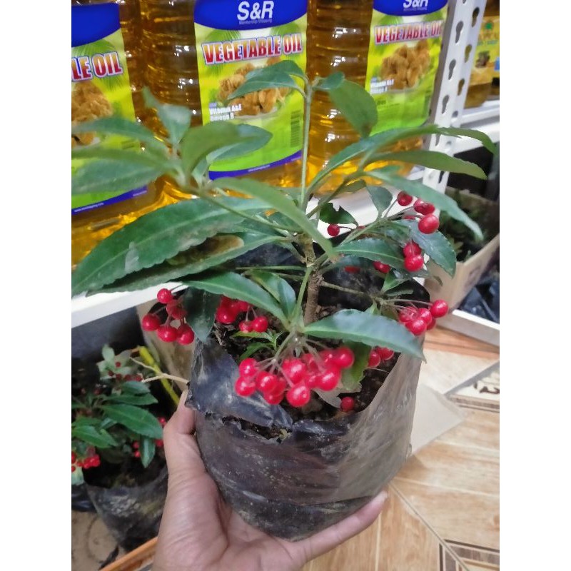 Money Maker Tree with Red Fruit (Luzon and Visayas Only) | Shopee ...