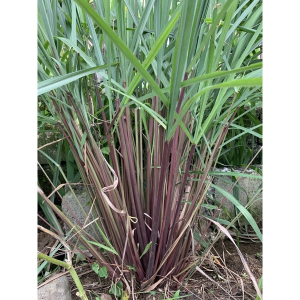 Citronella (Live plant / Uprooted - Pantanim / extraction) | Shopee ...