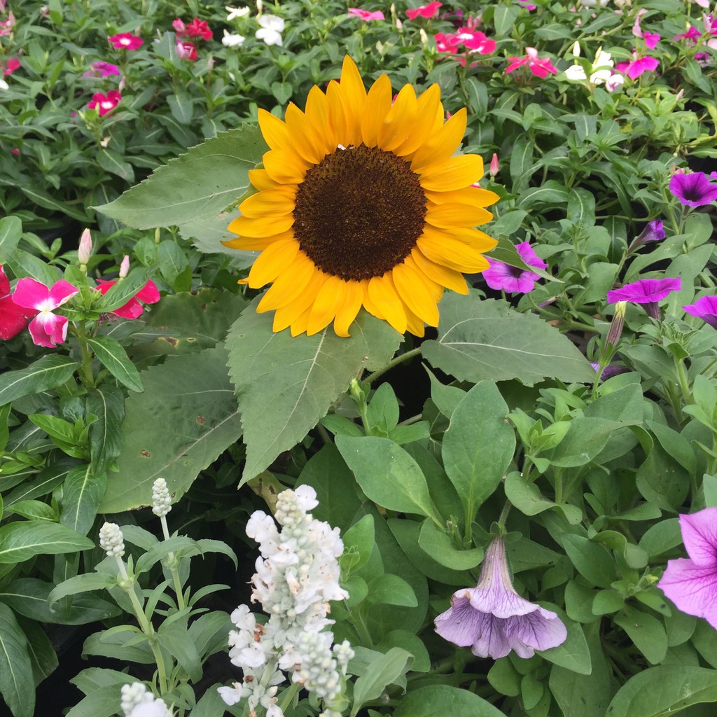 Sunflower Garden In Metro Manila | Best Flower Site