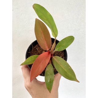 Calathea Gandersii RARE | Shopee Philippines