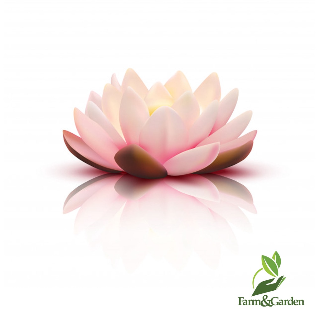 Lotus Flower Farm In The Philippines | Best Flower Site