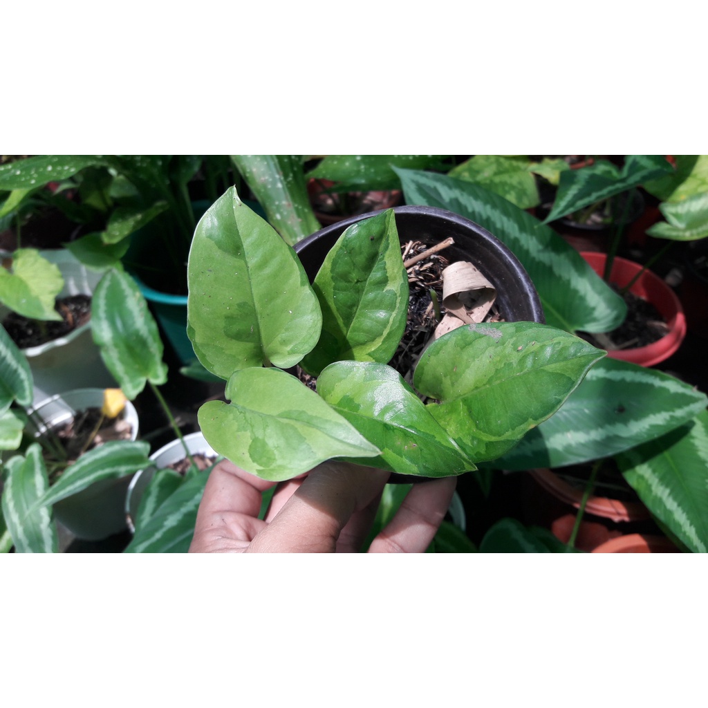 Emerald pothos ( Reverted Njoy pothos / Epipremnum aureum ‘ Emerald ...