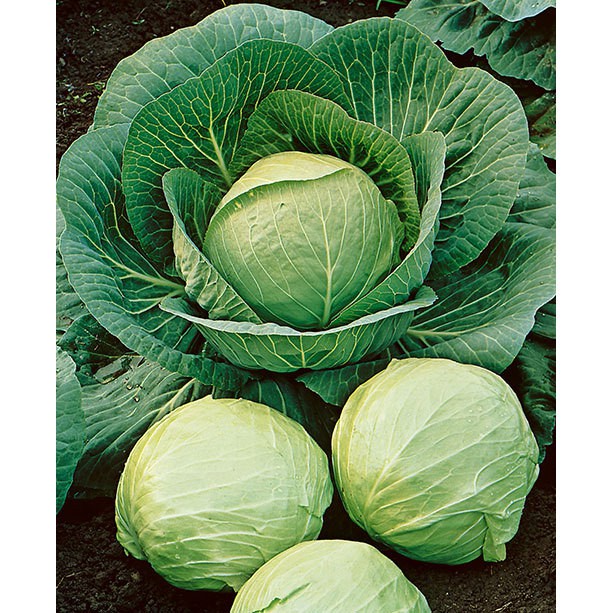 Cabbage Rareball seeds 2grams (300-350seeds) Plants herbs fruits ...