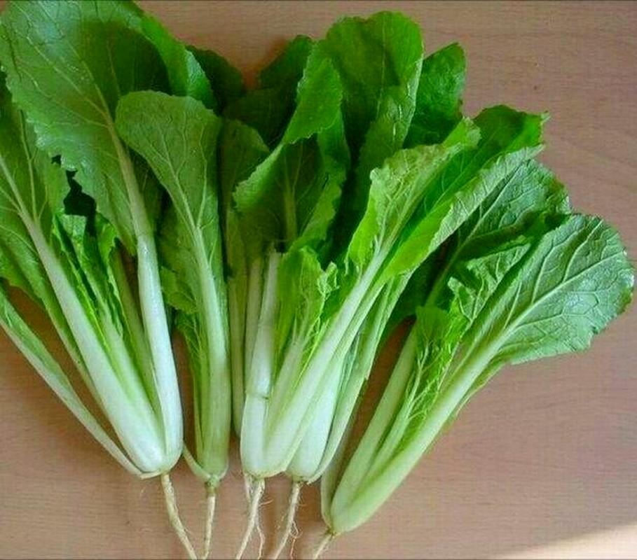 100pcs Pechay Seeds Vegetable Seeds Fresh From Farm Seeds | Shopee ...