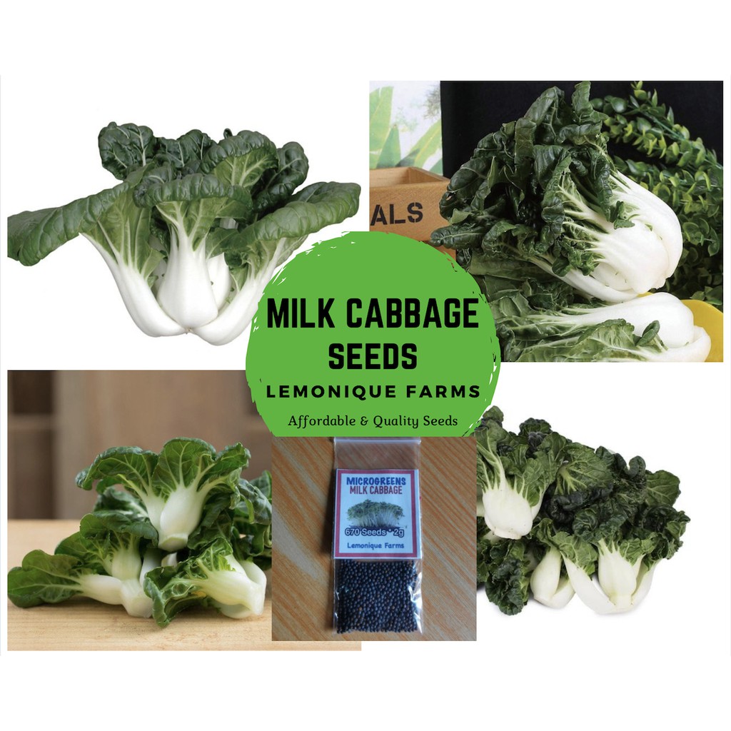 Milk Cabbage | Bantam Black Seed Butter Cabbage | Milk Pakchoi Seeds ...