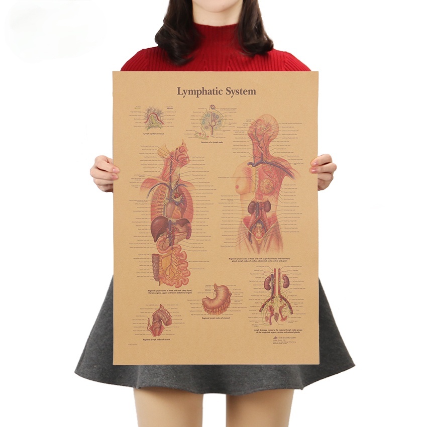 DLKKLB Lymphatic System The Body Structure Poster Bar Home Decor Retro ...
