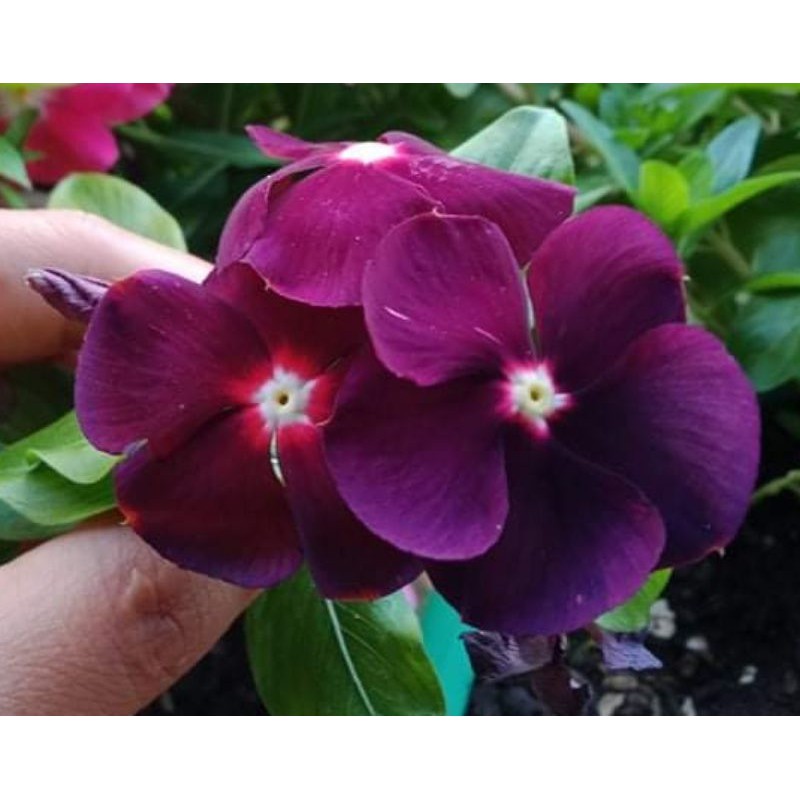 Hanging Periwinkle /Vinca Seeds Dark Purple (20 seeds) | Shopee Philippines