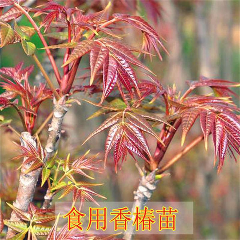20pcs Chinese toon tree seed planting garden potted seed | Shopee ...
