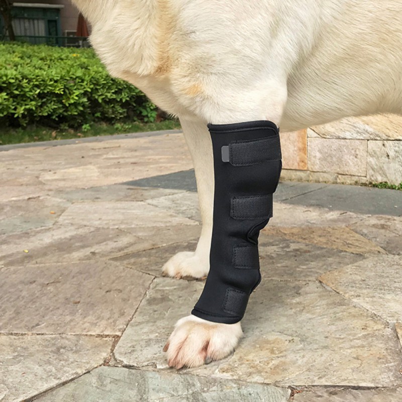 How Do You Splint A Dogs Leg