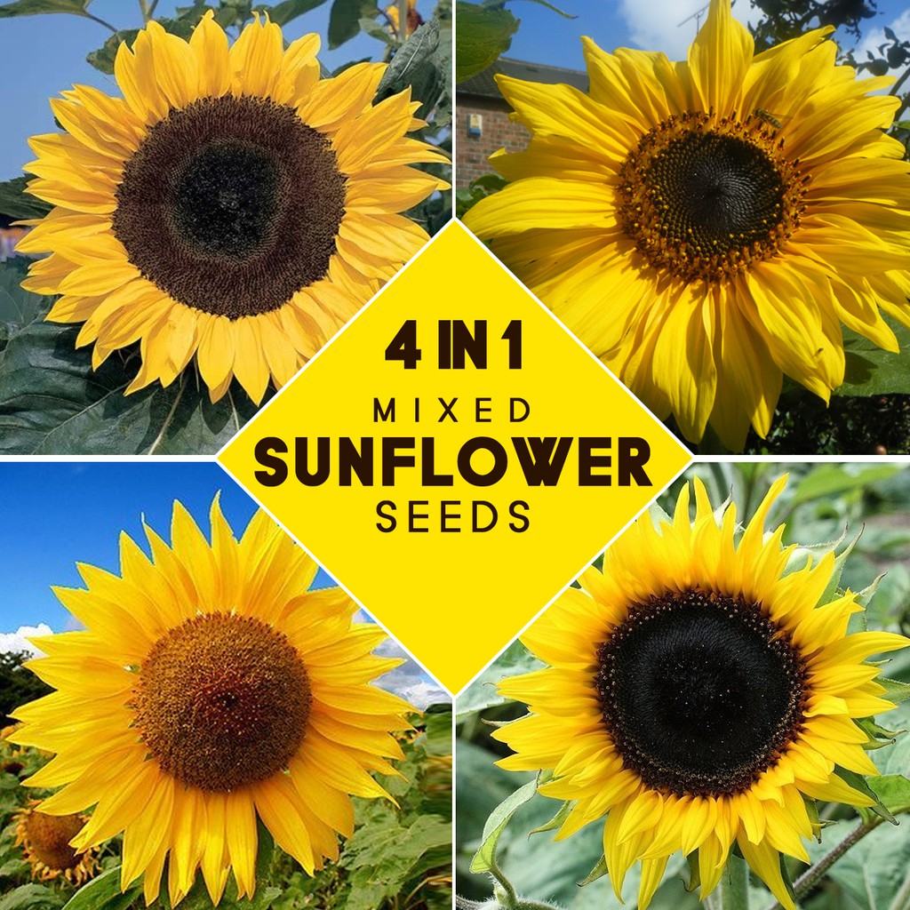 How To Grow Sunflower In The Philippines | Best Flower Site