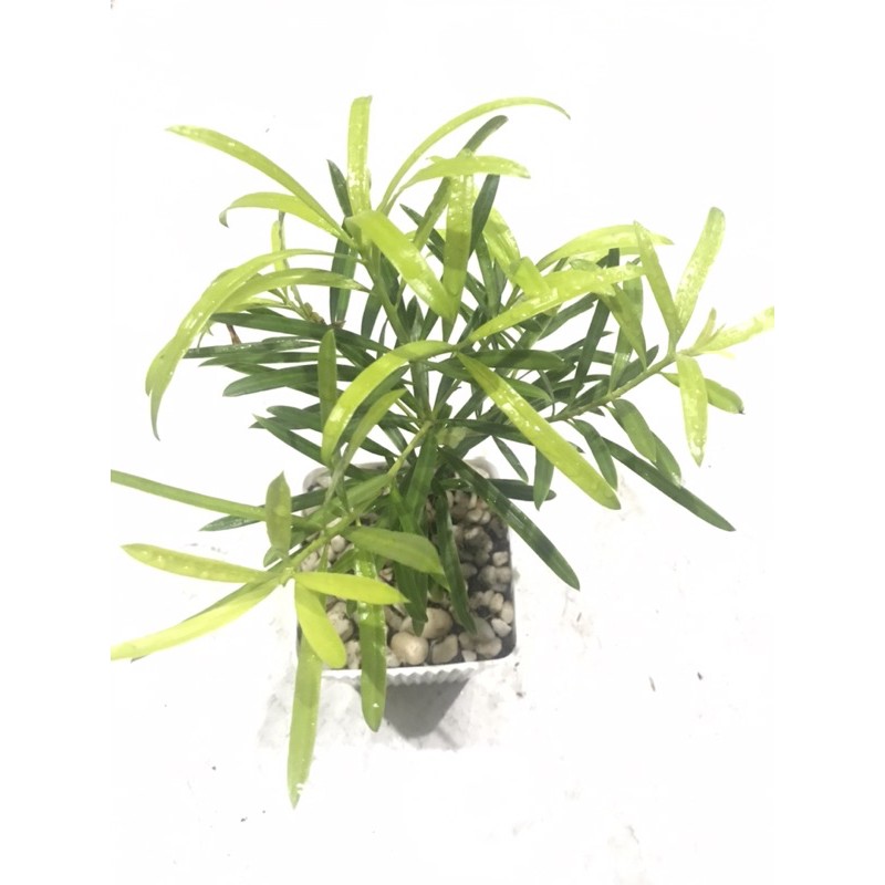 Maki Podocarpus Plant | Shopee Philippines