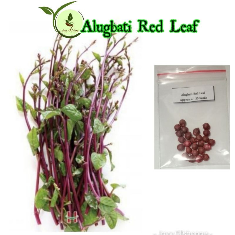 Alugbati Red Leaf Malabar Spinach 25 Seeds | Shopee Philippines