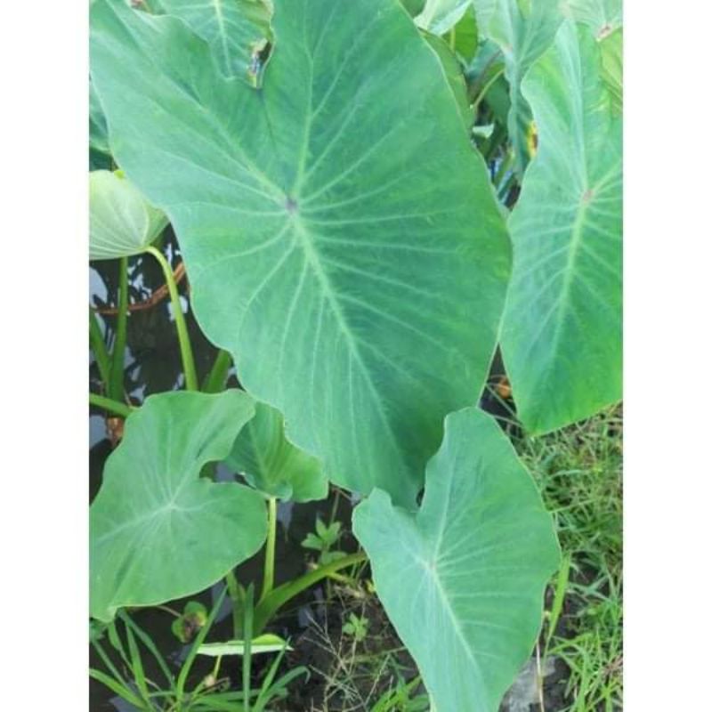 KATNGA Dried Taro Leaves Laing Natong Gabi Bicol | Shopee Philippines
