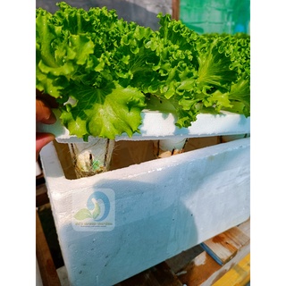 HYDROPONICS 9 HOLES GROW BOX - WITH 9 PCS. STYRO CUPS (WITH SLIT ...