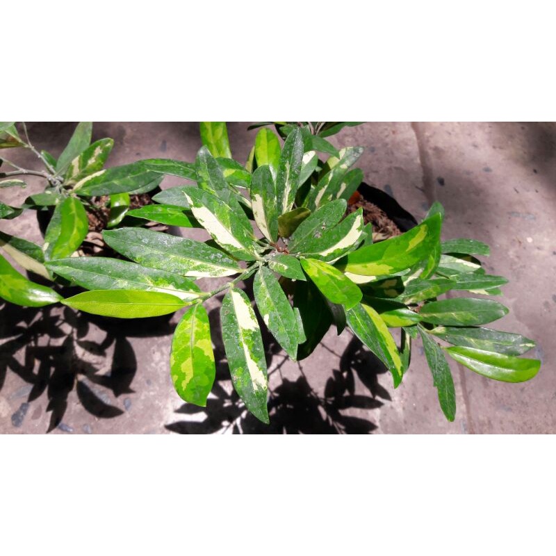Suregada multiflora (Variegated) / Matdo | Shopee Philippines