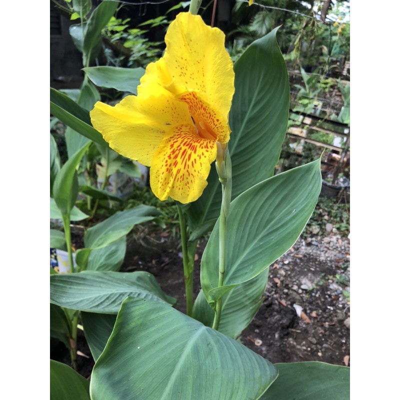 Bandera Espanola Flower - Home Alqu