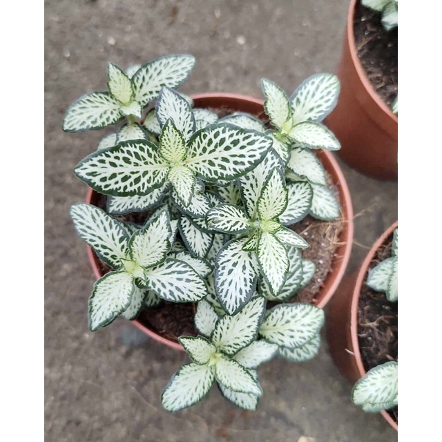 Fittonia White Anne (ESTABLISHED) | Shopee Philippines