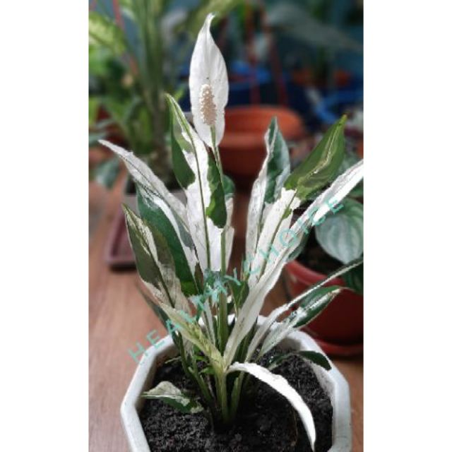 Variegated Peace Lily Live Plant | Shopee Philippines