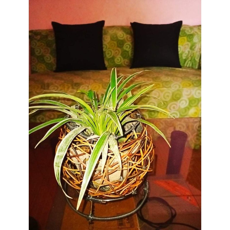 Native Plant Basket NITO (with stand) - BEST SELLER | Shopee Philippines