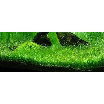 MicroSword Grass, Brazilian Micro Sword, Carpet Grass / Lilaeopsis ...