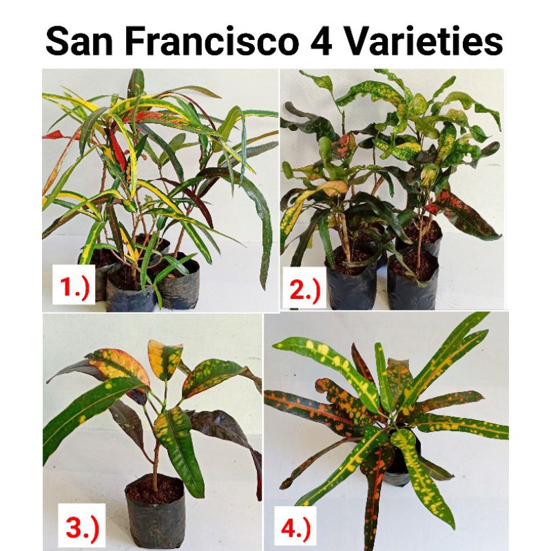 SALE! San Francisco Live Plant (4 Varieties) | Shopee Philippines