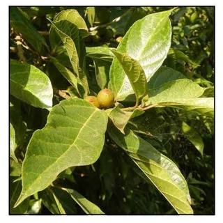 Asis leaves/Dahon ng As-is(Pakiling)(20pieces) | Shopee Philippines