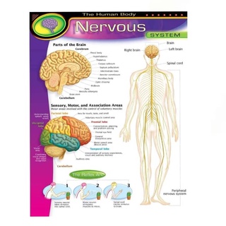 Respiratory System, Nervous System, Skeletal System, Digestive System ...