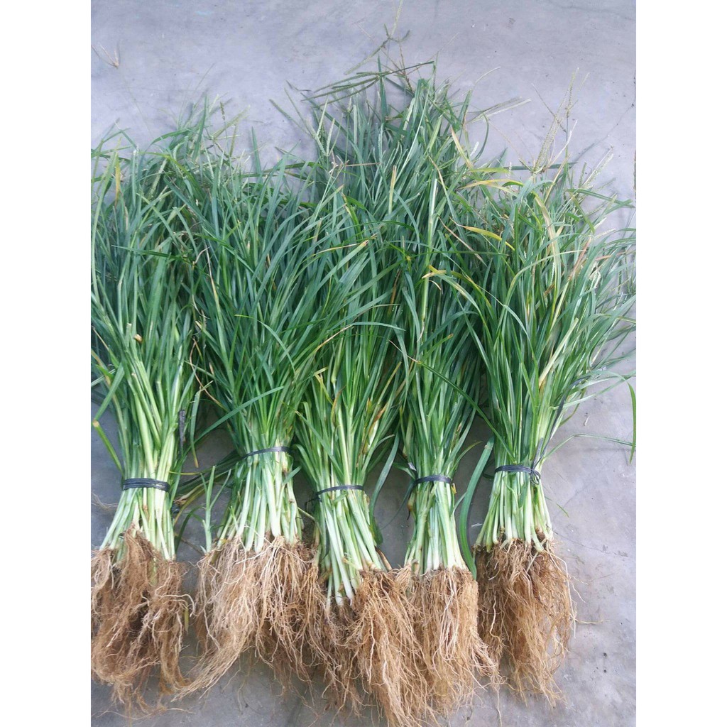 Paragis Whole Grass ( approx 300g ) | Shopee Philippines