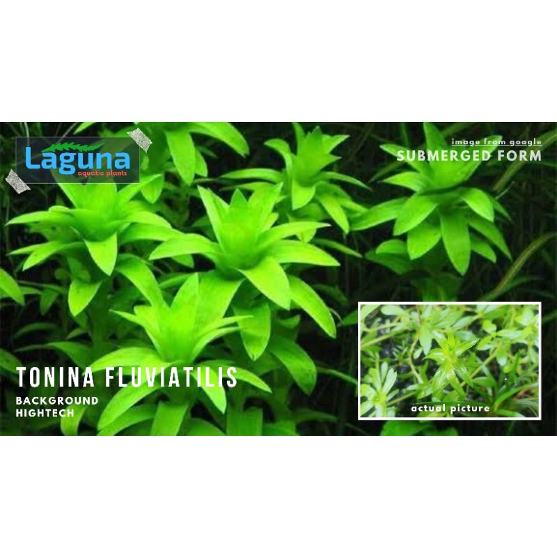 Tonina Fluviatilis aquatic plants (1-3pcs) | Shopee Philippines