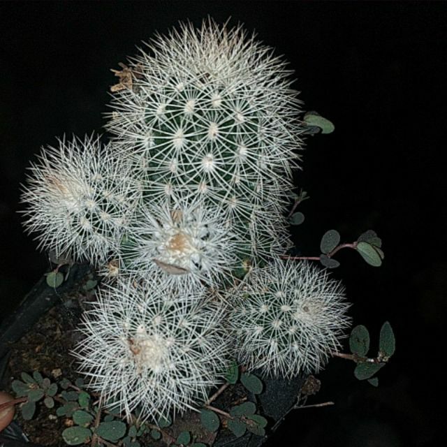 Cactus on Sale....... | Shopee Philippines
