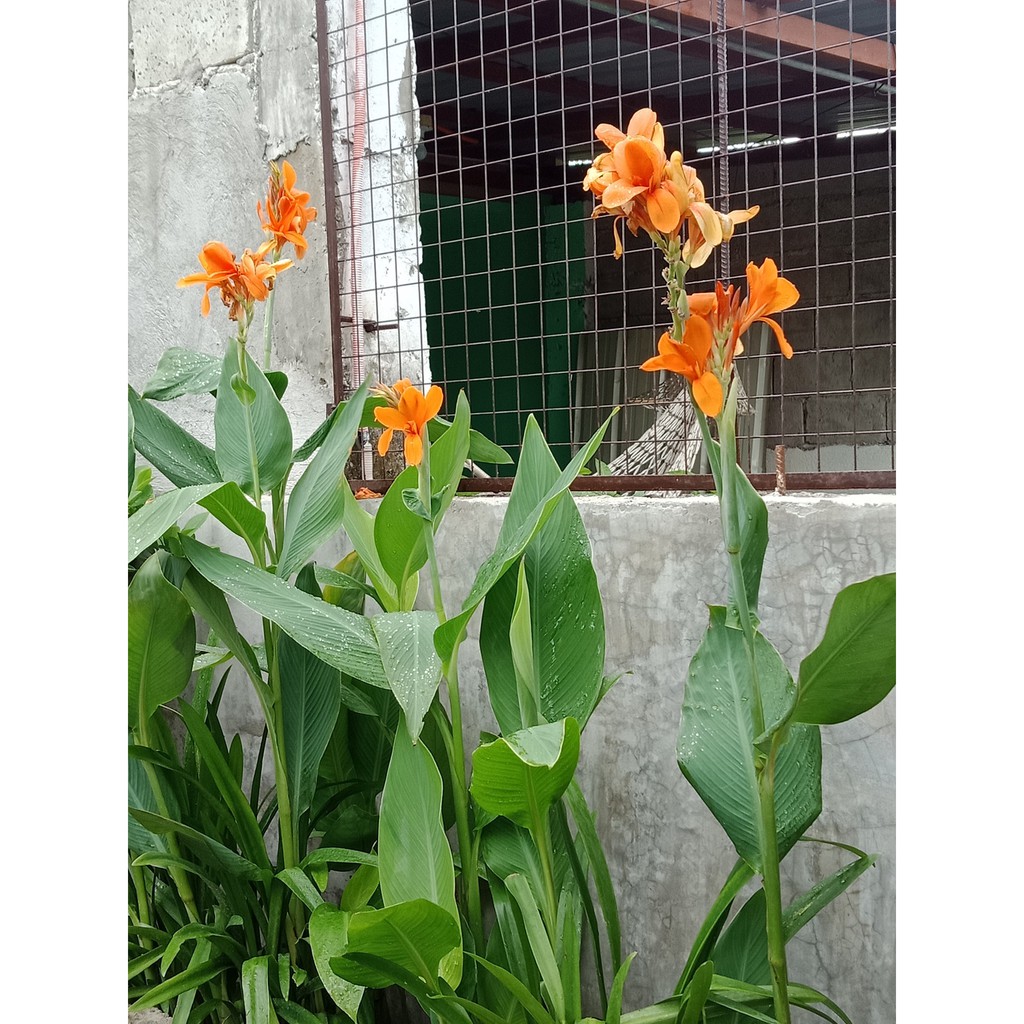 Bandera Espanola Flower - Home Alqu