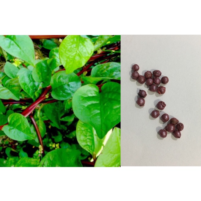 Alugbati Seeds / Malabar Spinach Seeds | Shopee Philippines